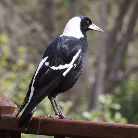 Australian Magpie | Project Noah
