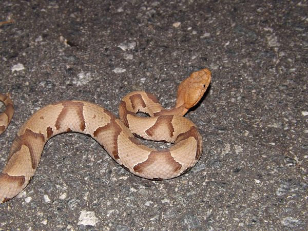 Southern Copperhead | Project Noah