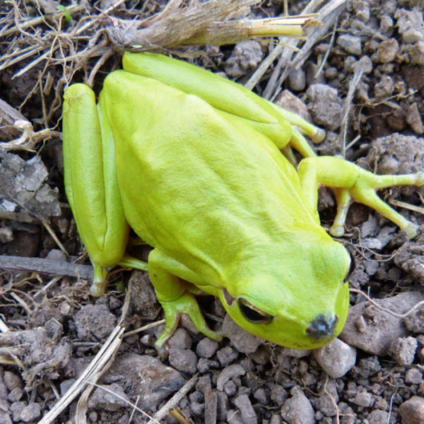 Stripeless tree frog | Project Noah