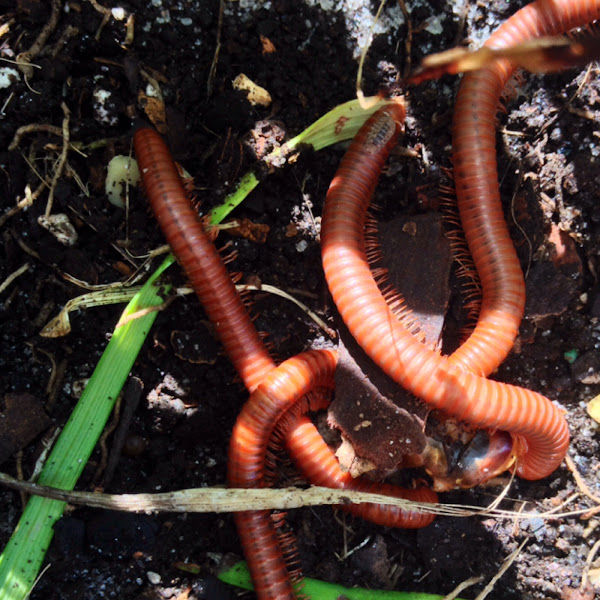 Scarlet Millipede | Project Noah