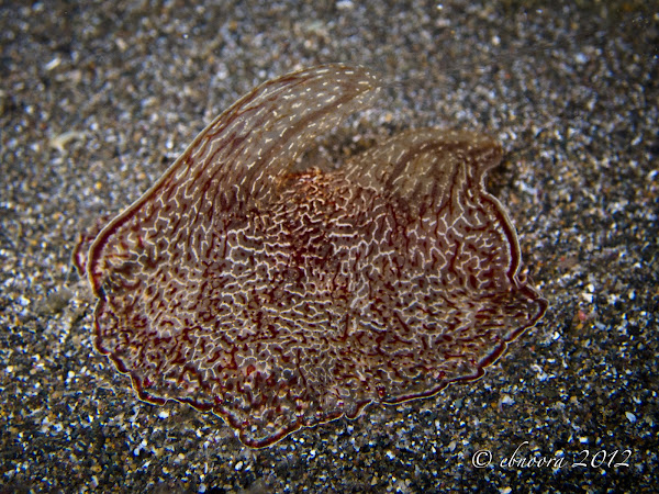 Crawling Comb Jelly, Benthic Ctenophore | Project Noah