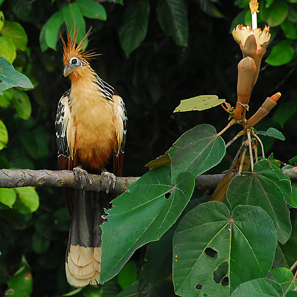 Hoatzin | Project Noah