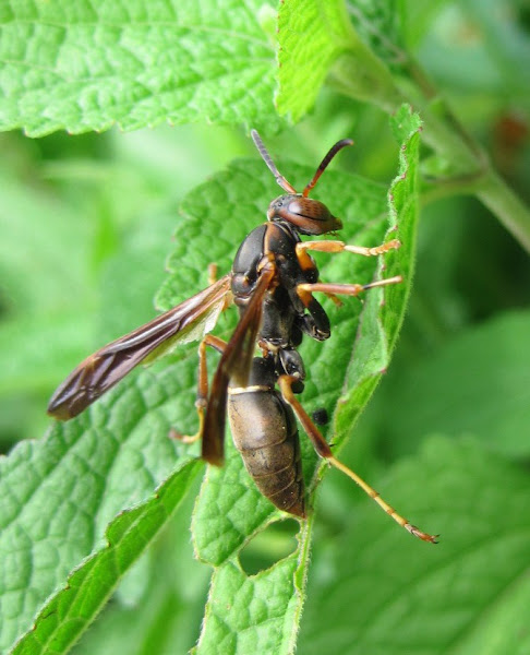 Northern Paper Wasp, female | Project Noah