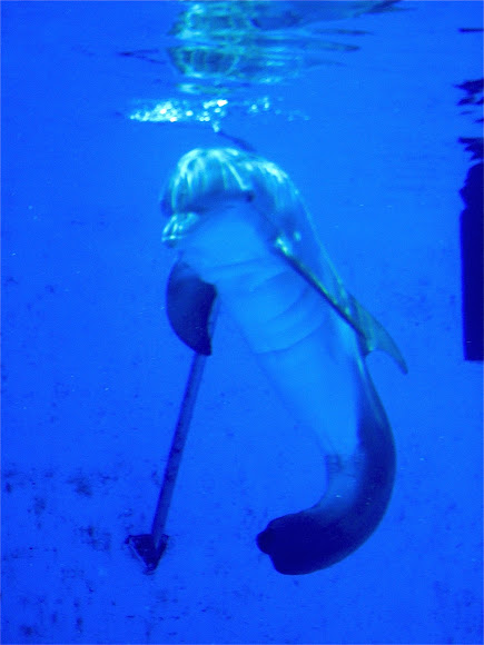 Bottle Nose Dolphin | Project Noah