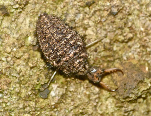 Antlion larva & nest | Project Noah