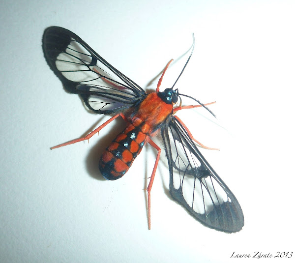 Scarlet-Bodied Wasp Moth | Project Noah