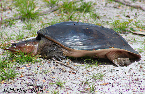 Florida Softshell Turtle | Project Noah