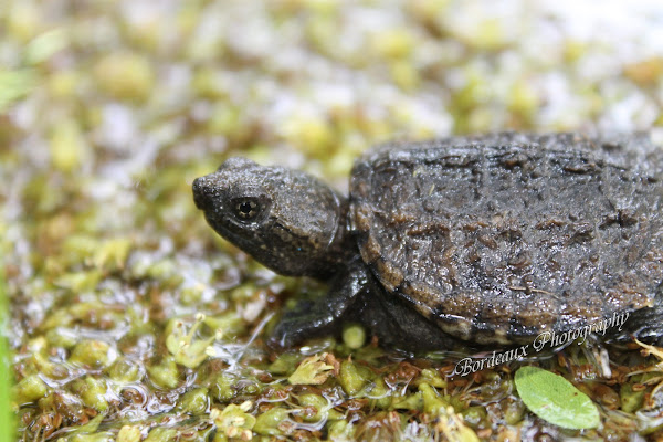 Common Snapping Turtle Hatchling | Project Noah