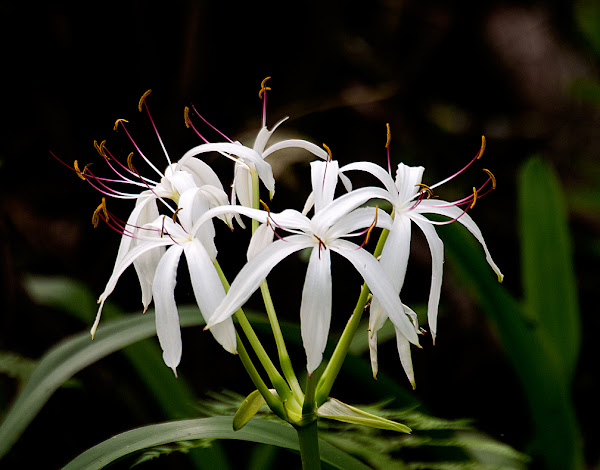 Swamp Lily ? | Project Noah