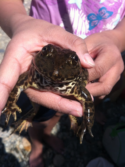 Cape River Frog | Project Noah