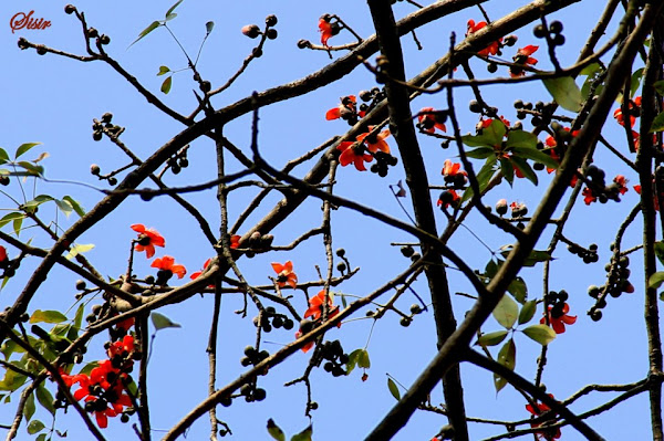 Cotton tree or Semal | Project Noah