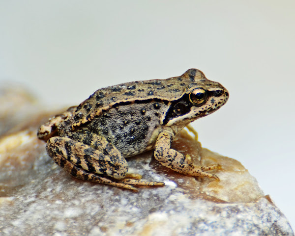 European common frog | Project Noah