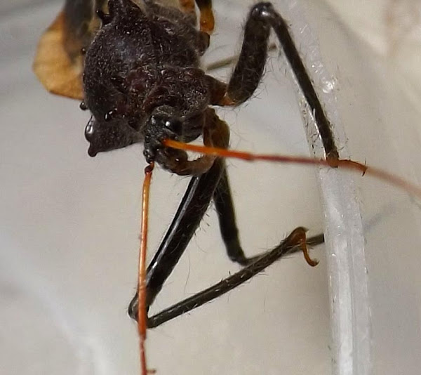 'White' Assassin Bug | Project Noah