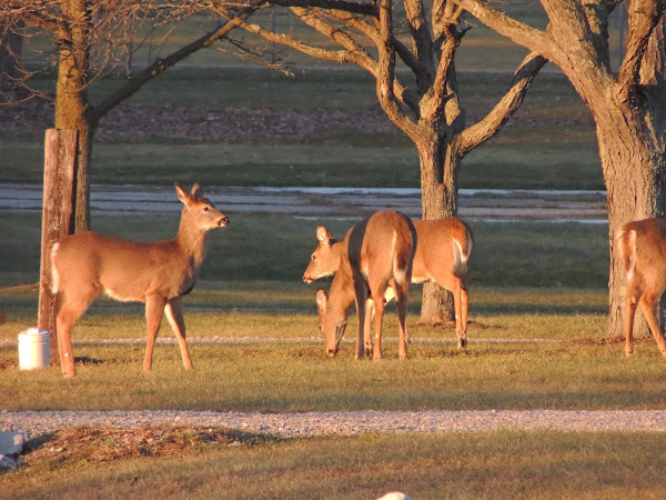 White Tail Deer | Project Noah