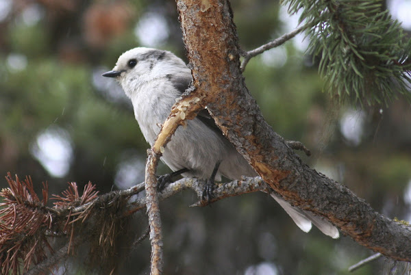 Gray Jay | Project Noah