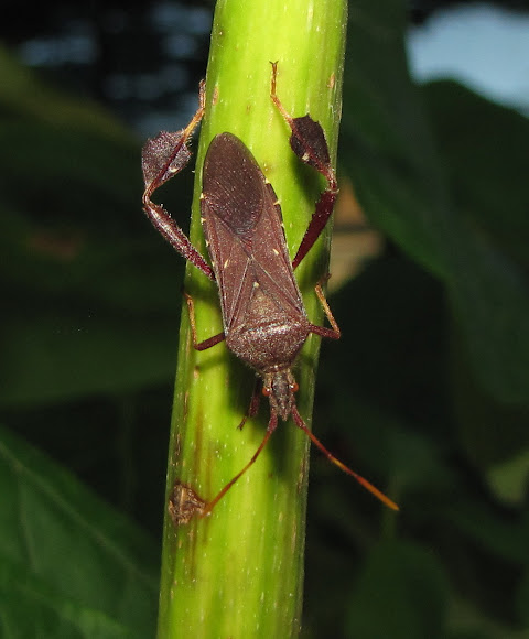 Leaf-footed bug | Project Noah