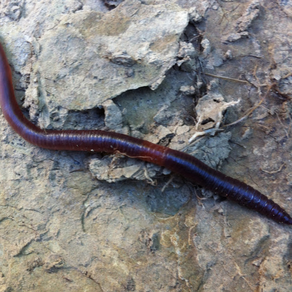 Earthworm | Project Noah