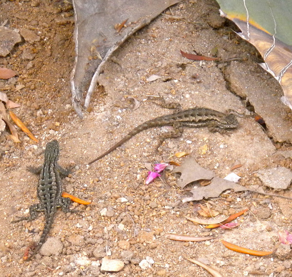 Western Fence Lizard | Project Noah
