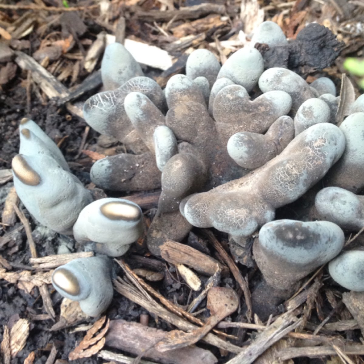 Xylaria polymorpha | Project Noah