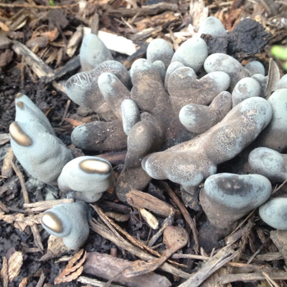 Xylaria polymorpha | Project Noah