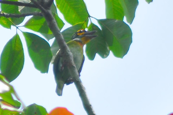 Ceylon Small Barbet | Project Noah