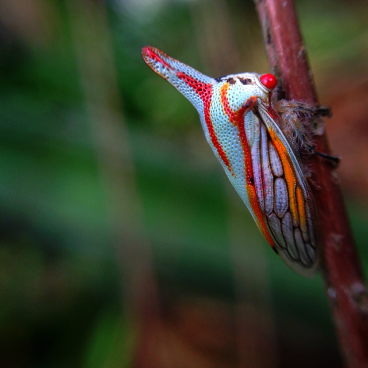 Oak Treehopper | Project Noah