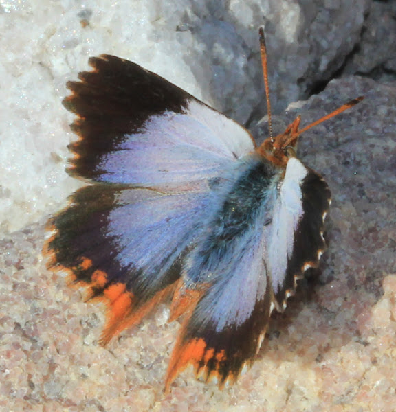 Dark opal | Project Noah