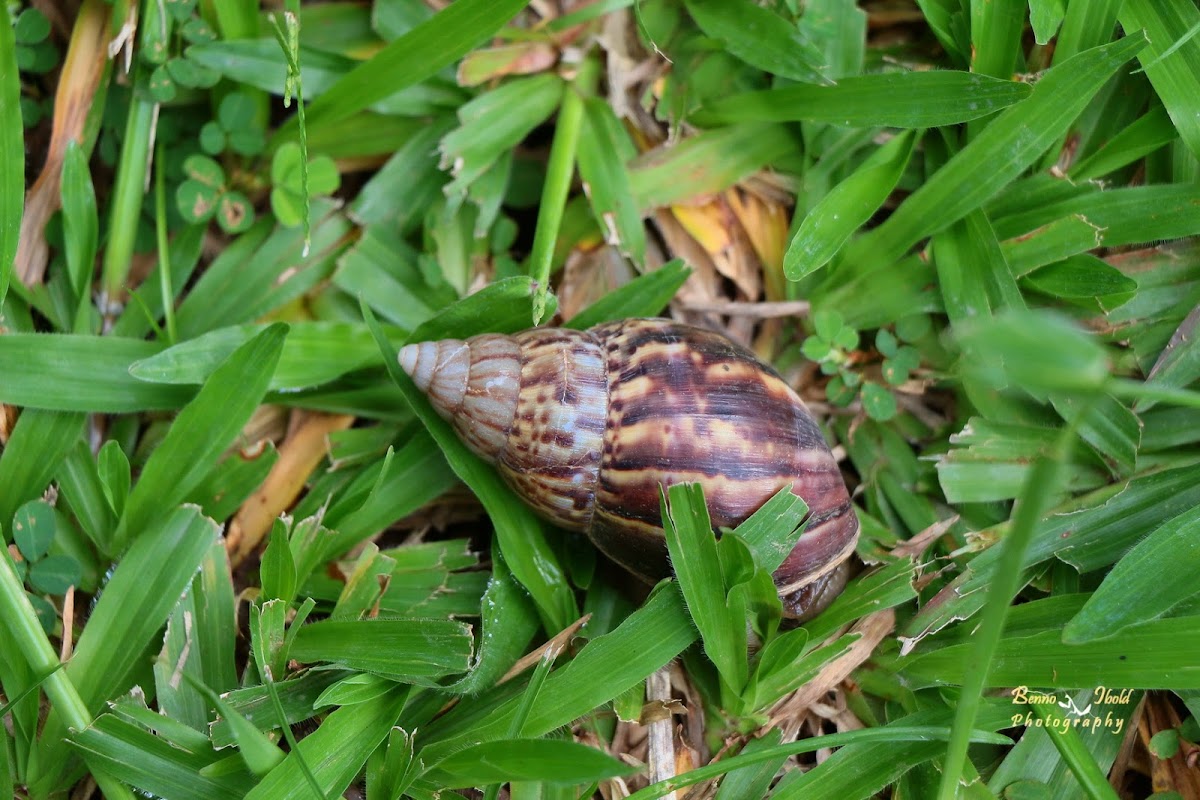 Giant African land snail | Project Noah