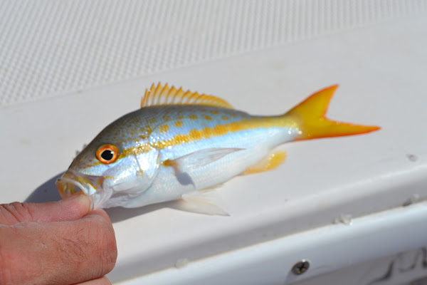 Yellowtail | Project Noah