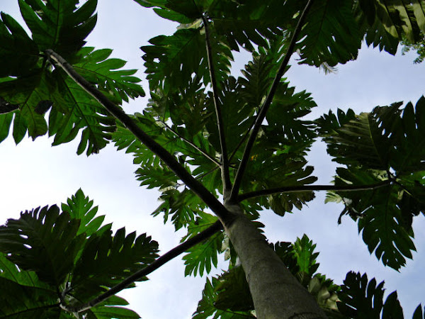breadfruit | Project Noah