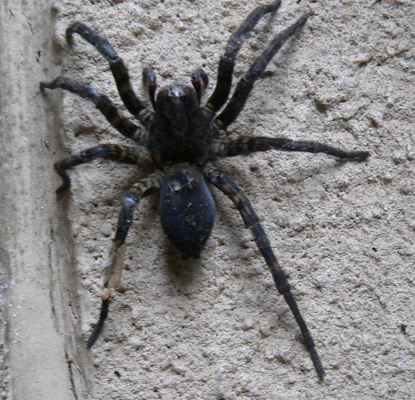 Lace Weaver | Project Noah