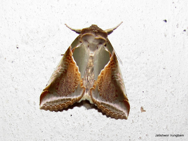 Drepanidae | Project Noah