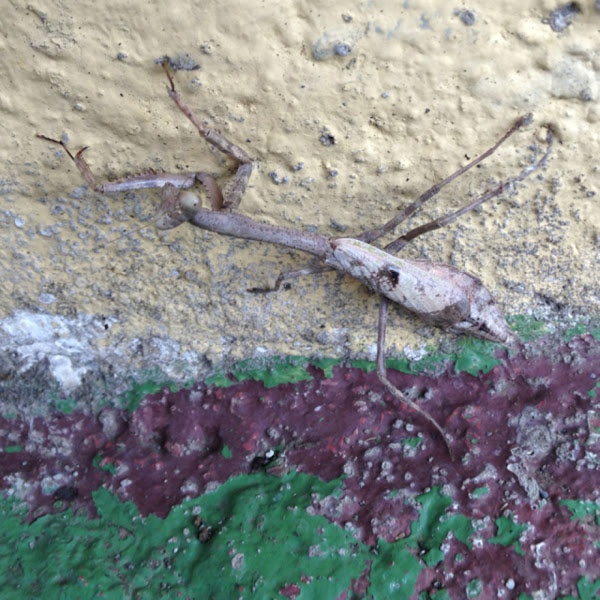 Mariaseca | Project Noah