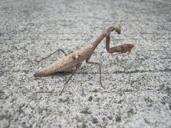 Giant Asian Mantis | Project Noah