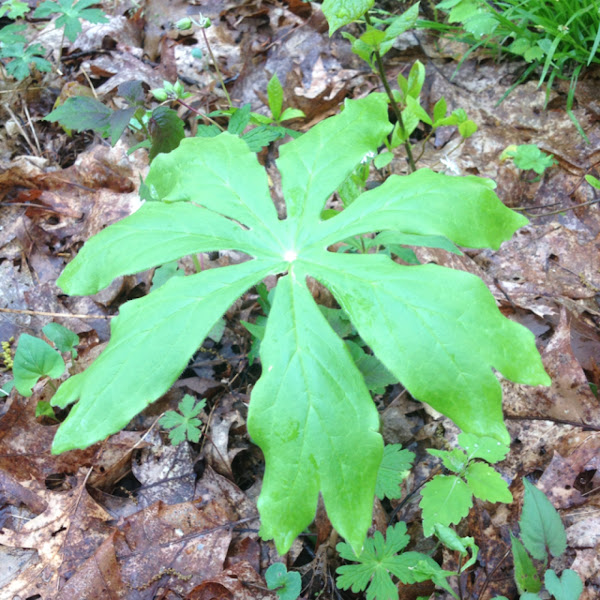 Mayapple | Project Noah