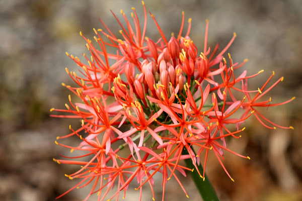 African Football Lily Flower | Project Noah