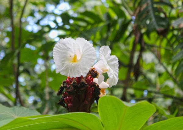 Crepe Ginger | Project Noah