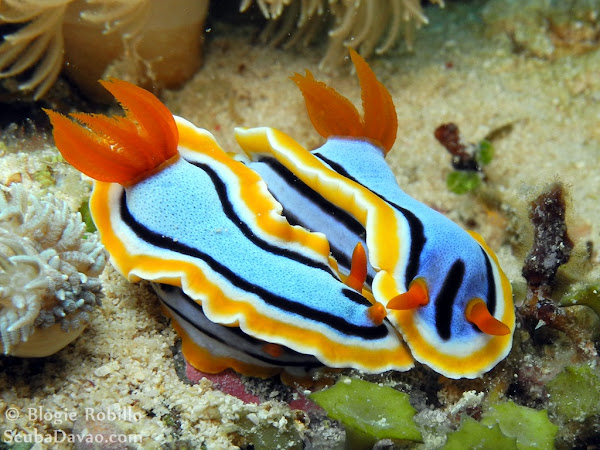 Anna's Magnificent Slug | Project Noah