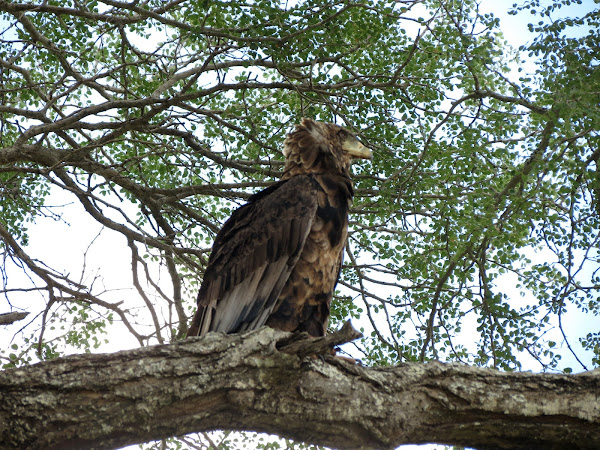 Bateleur eagle (juvenile) | Project Noah