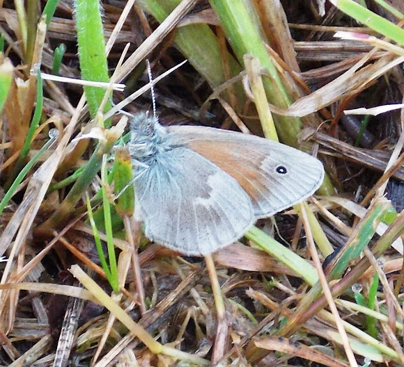 Common Ringlet | Project Noah