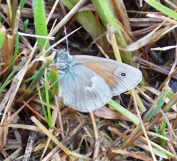Common Ringlet | Project Noah