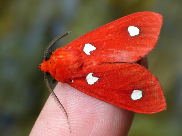 Tiger Moth | Project Noah