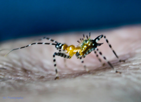 Assassin Bug Nymph | Project Noah