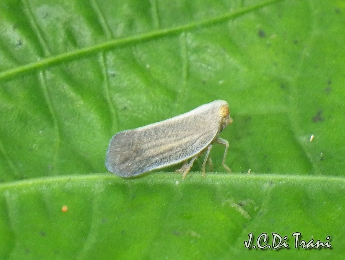 Leafhopper | Project Noah