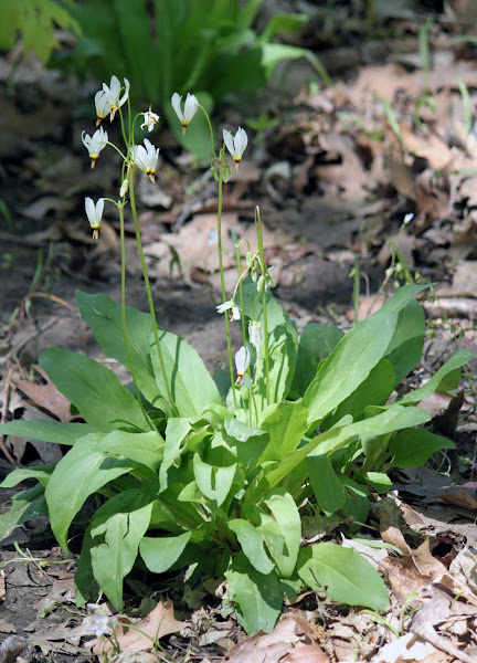 Shooting Star | Project Noah