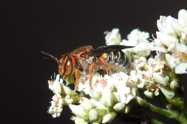 Leaf Cutter bee | Project Noah