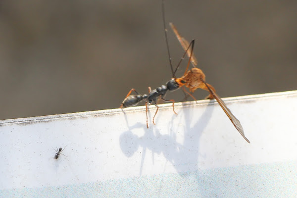 Bull Ant (Jack Jumper?) | Project Noah