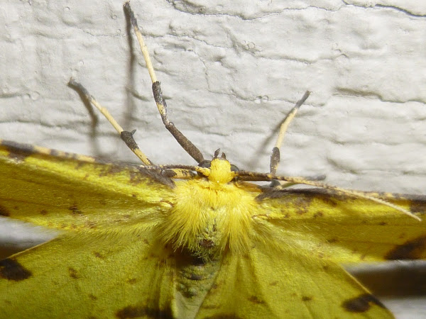 Geometer Moth | Project Noah