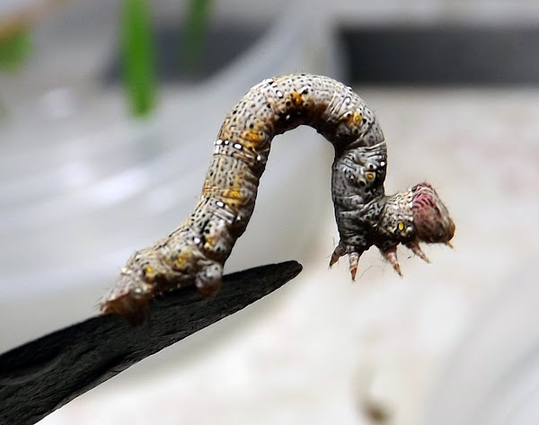 Sinister Moth Looper | Project Noah