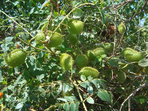 Gray Nicker | Project Noah